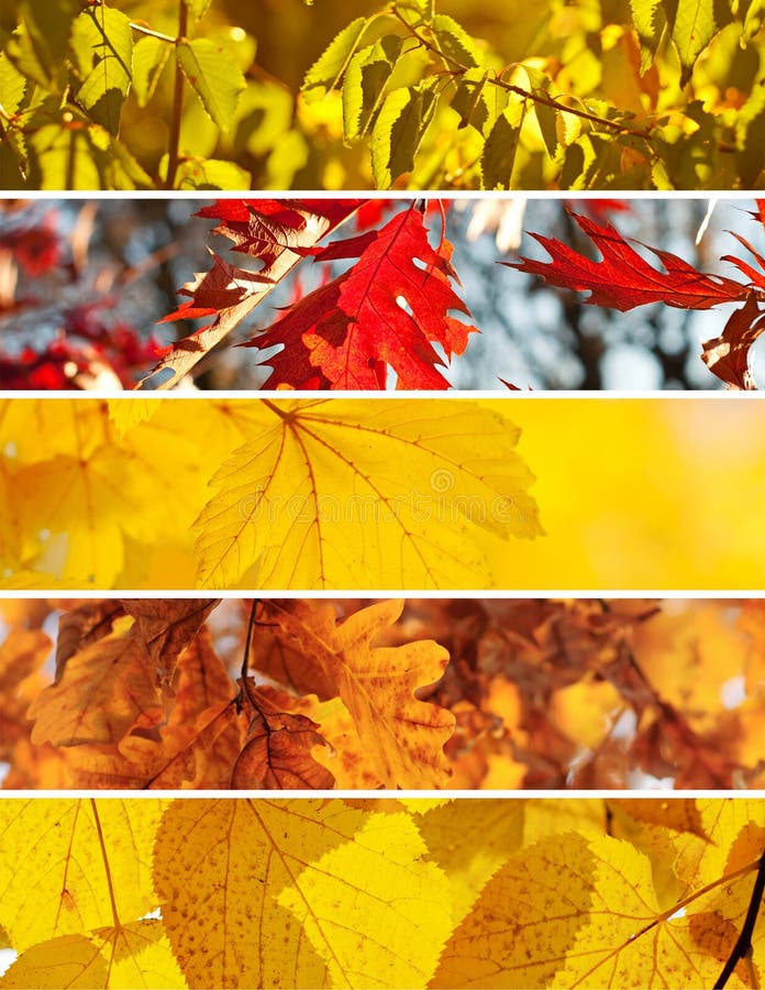 Autumn collection stock image. Image of design, forest - 60143267