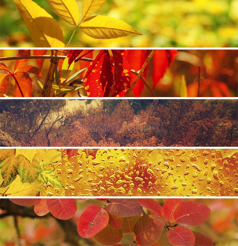 Autumn collection stock image. Image of macro, autumn - 60143341