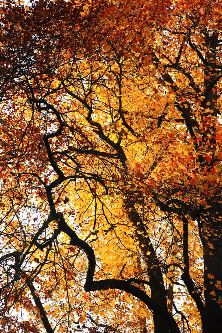 3,011,043 Color Tree Stock Photos - Free & Royalty-Free Stock Photos ...