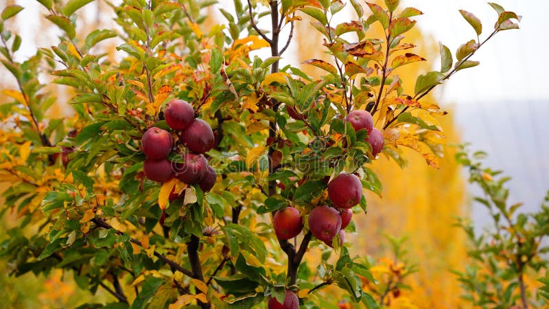 Autumn color, Apples tree stock photo. Image of nature - 335703496