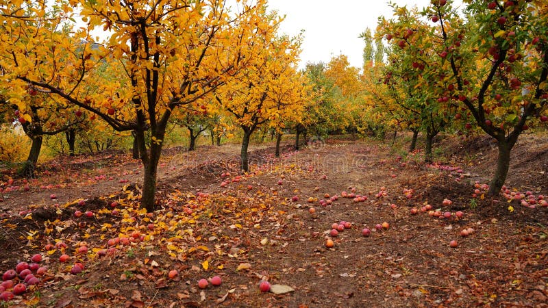 Autumn color, Apples tree stock image. Image of autumn - 335703519