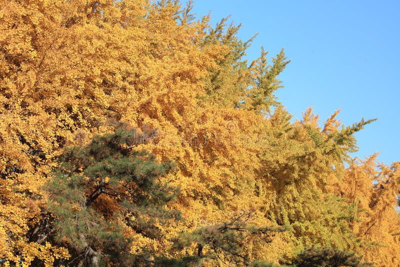 Autumn color of beijing stock image. Image of close, autumn - 21966239