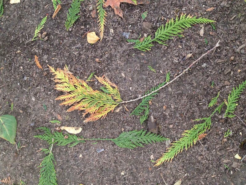 Autumn color cedar stock photo. Image of floor, leaves - 58676160