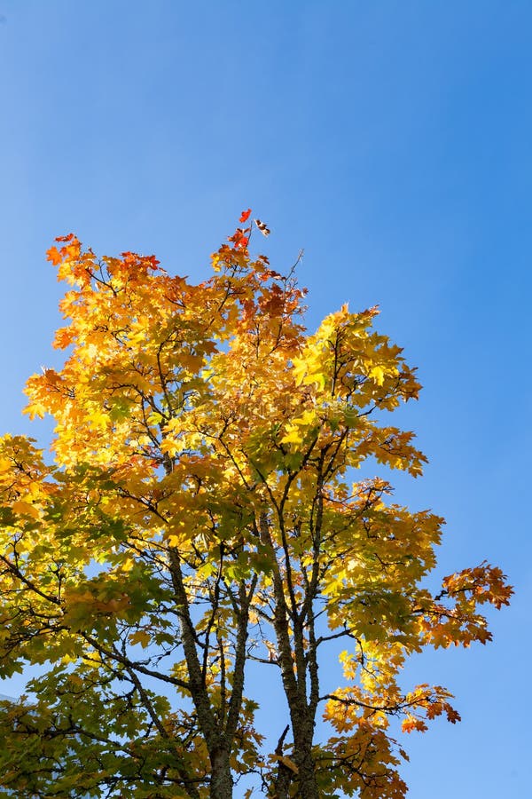 Autumn Color Foliage in Small Maple Tree Stock Image - Image of treetop ...