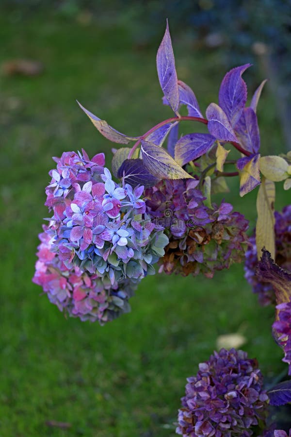The Autumn Color of a Hydrangea with Pretty Color Variations Stock ...