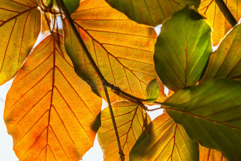 Autumn Color Leaf from Beech Tree Stock Image - Image of closeup ...