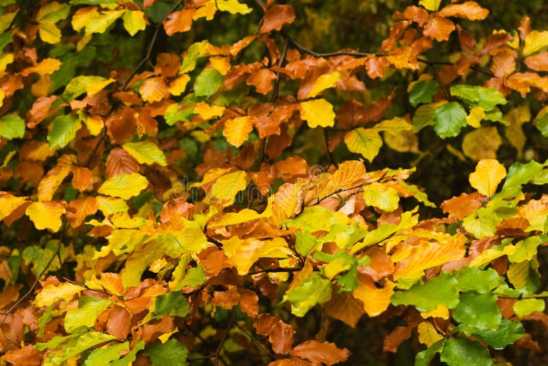 Autumn color leaves stock image. Image of backdrop, color - 11469131