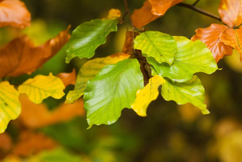 Autumn color leaves stock image. Image of beech, cycle - 11469149