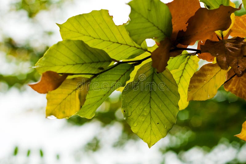 Autumn color leaves stock image. Image of pattern, orange - 11469263