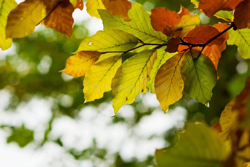 Autumn color leaves stock image. Image of stem, color - 11469277