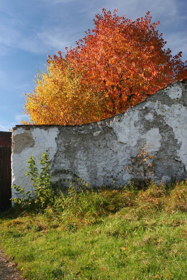 Autumn Color Leaves Behind The Old Wall Picture. Image: 8418337