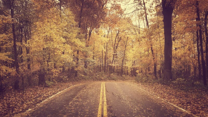Autumn Color Leaves on Road Stock Image - Image of color, road: 130489555