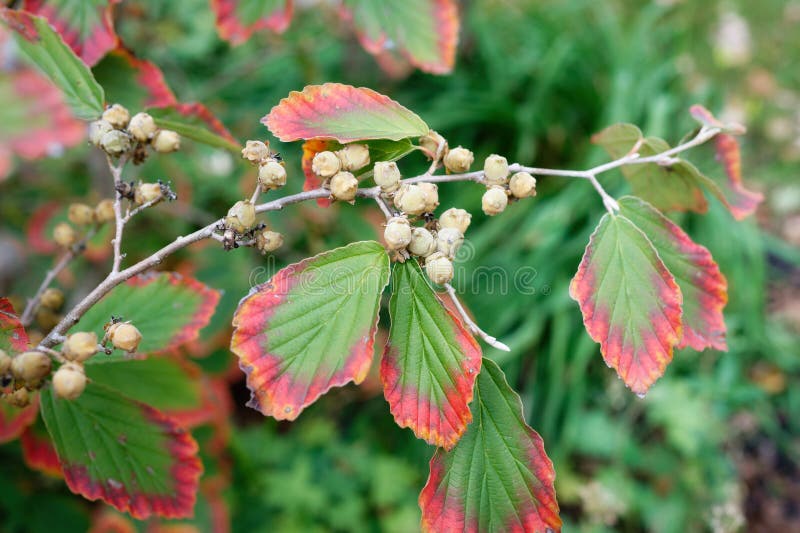 Autumn Color of the Leaves of a Witch Hazel Stock Image - Image of ...