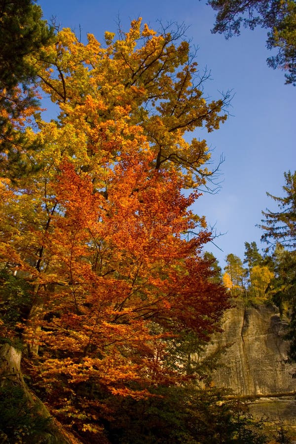 Autumn color tree stock image. Image of common, fagus - 13448819