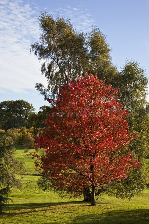 Autumn Color on Woodland Trees Stock Photo - Image of autumn, yorkshire ...