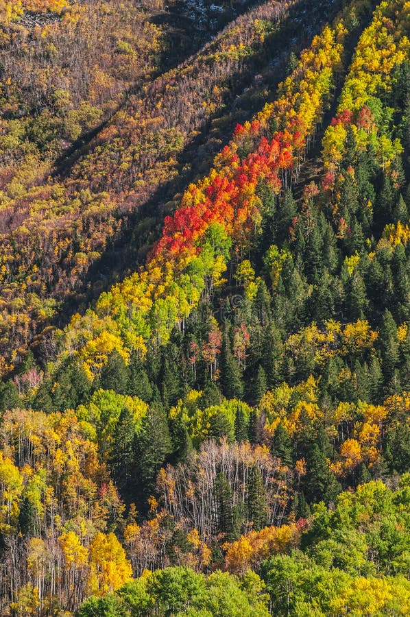 Autumn in Colorado stock image. Image of peak, pines - 46820671