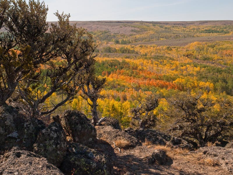 Autumn Colored Aspen Trees in Desert Stock Image - Image of steens ...