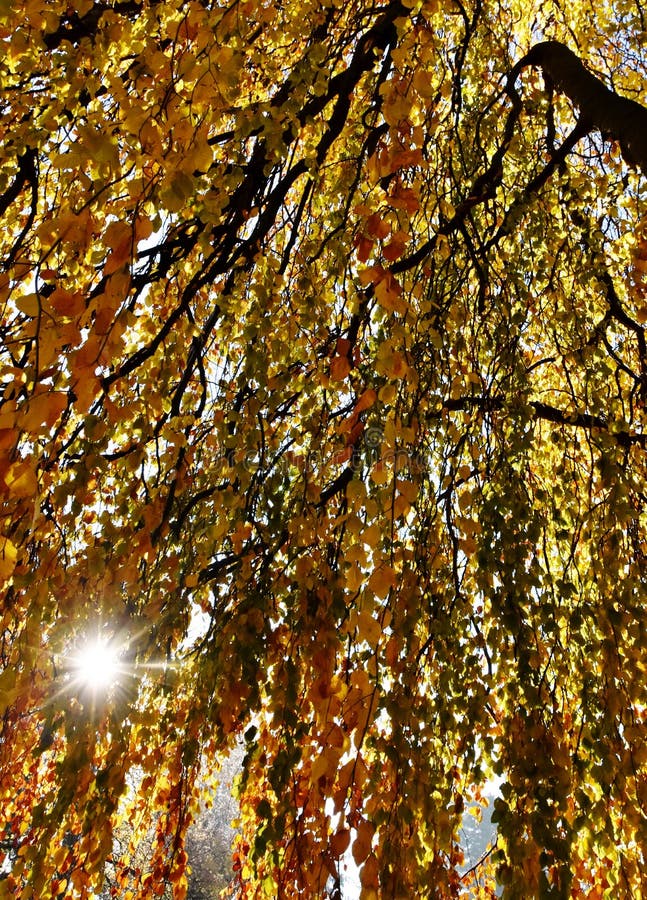 Autumn colored beech trees stock photo. Image of background - 102782552
