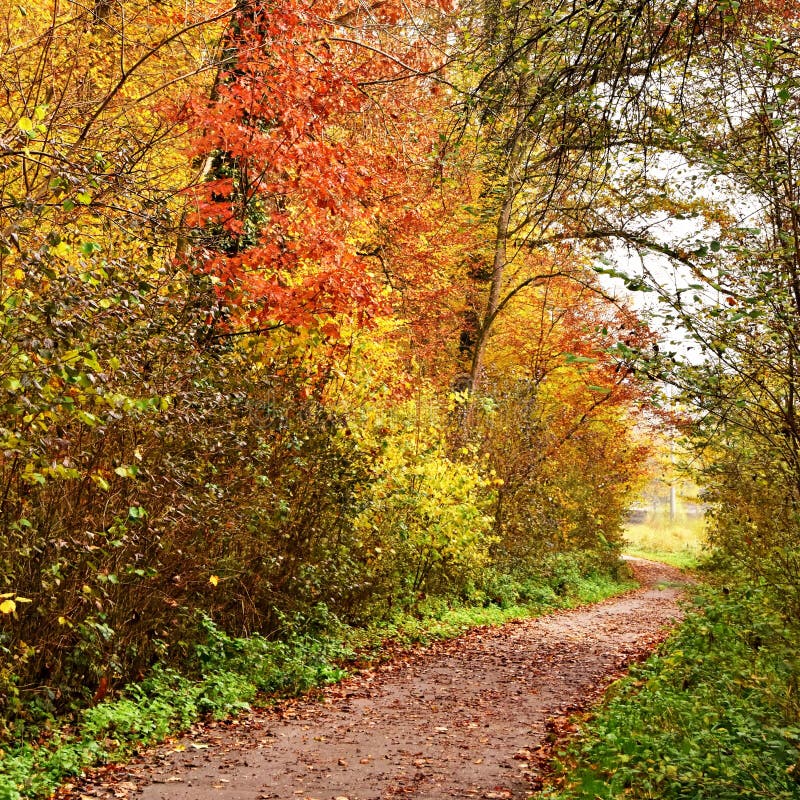 Autumn colored beech trees stock photo. Image of autumn - 102782392
