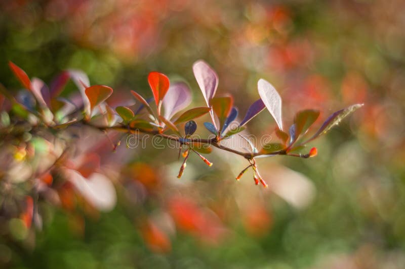 Autumn Colored Bush with Blurred Background. Stock Photo - Image of ...