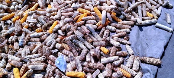 Autumn Colored Corn. an Autumn Display of Colored Corn Stock Image ...