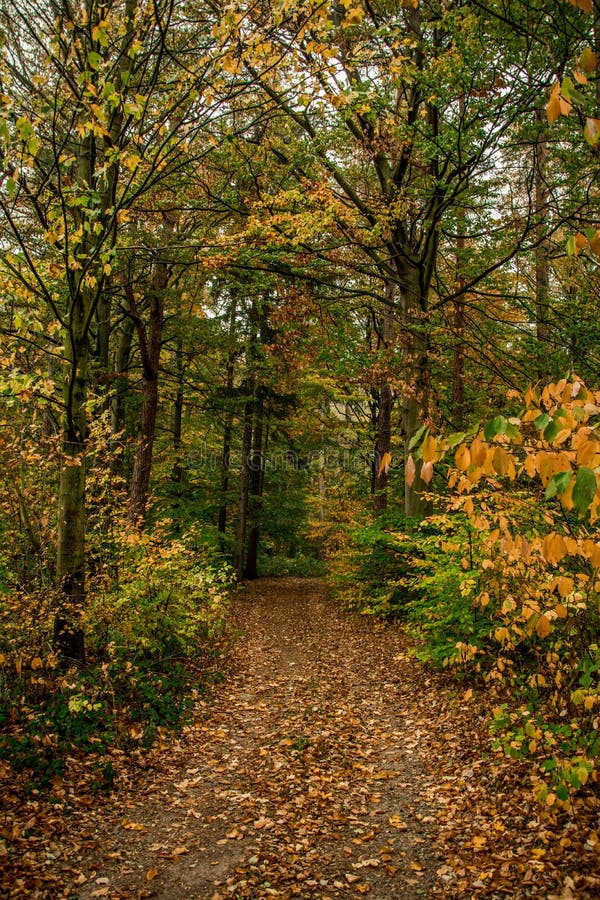 Autumn Colored Forest with Path Stock Image - Image of leaves, brown ...