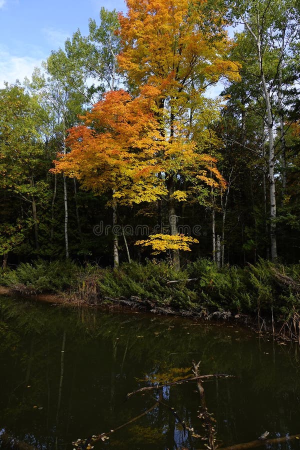 Autumn Colored Forest Trees during October. Stock Photo - Image of fall ...