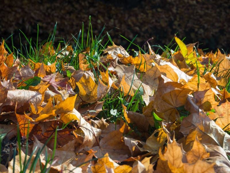 Rustling Fall Leaves stock photo. Image of leaves, bokeh - 49254362