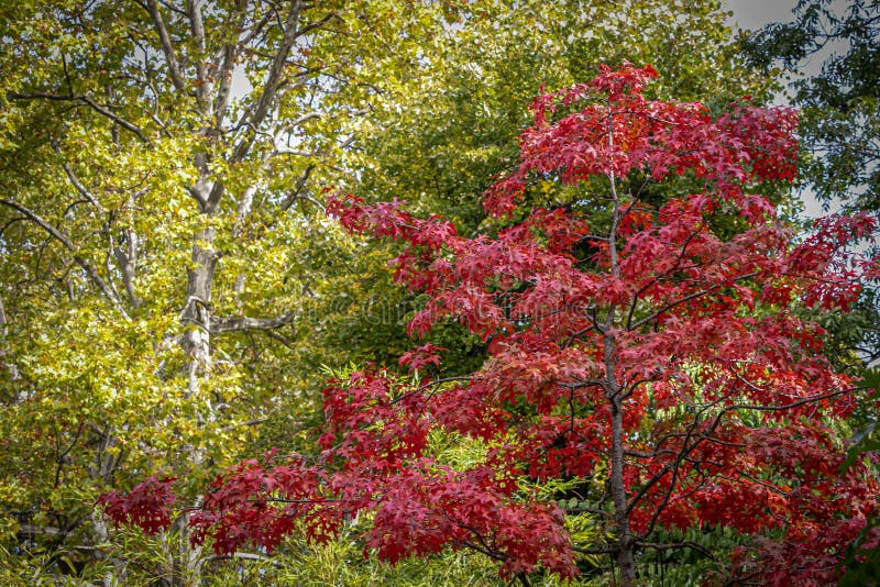 Autumn Colored Leaves on Several Trees Stock Image - Image of woodland ...