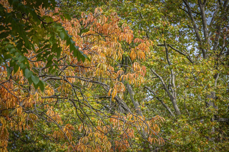Autumn Colored Leaves on Several Trees Stock Photo - Image of colors ...