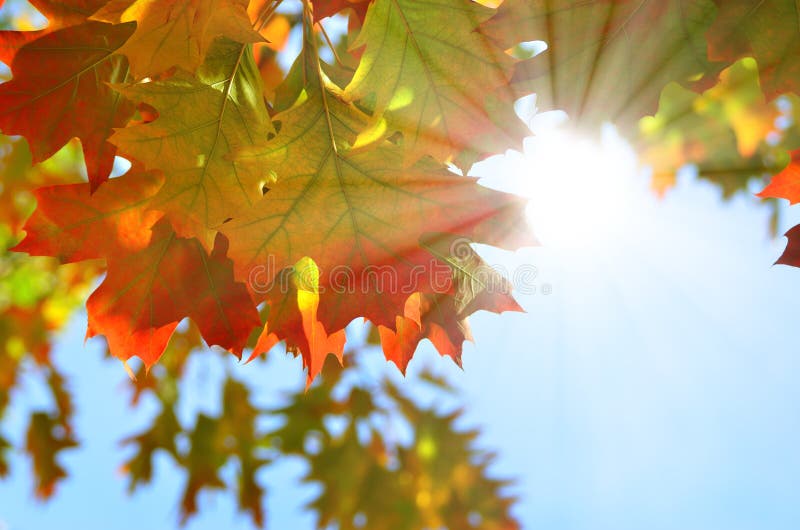 Autumn Colored Leaves in the Sun Rays Against Blue Sky Stock Image ...