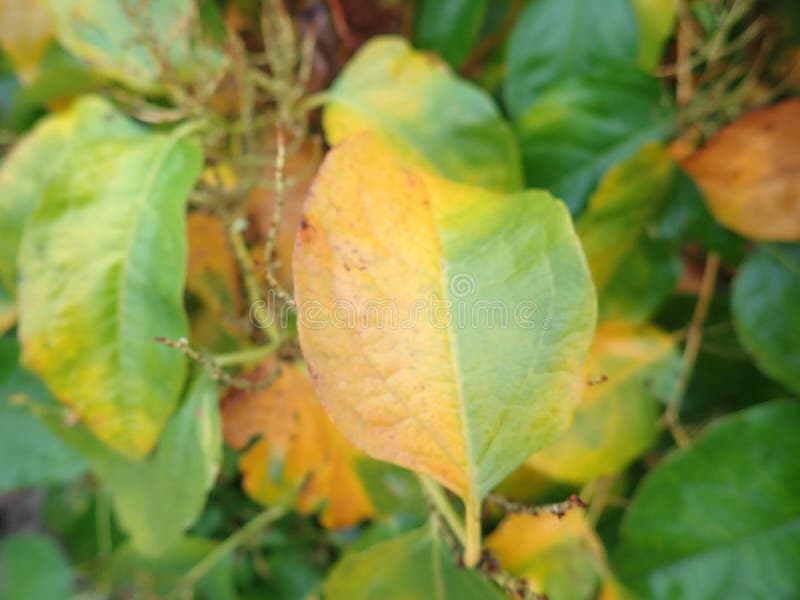 Autumn Colored Leaves on a Tree Branch Stock Photo - Image of magical ...