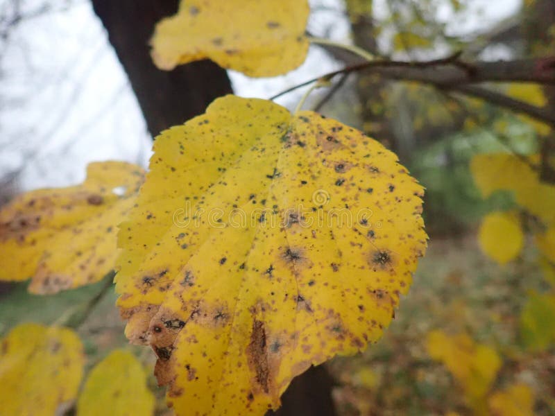 Autumn Colored Leaves on a Tree Branch Stock Image - Image of grace ...