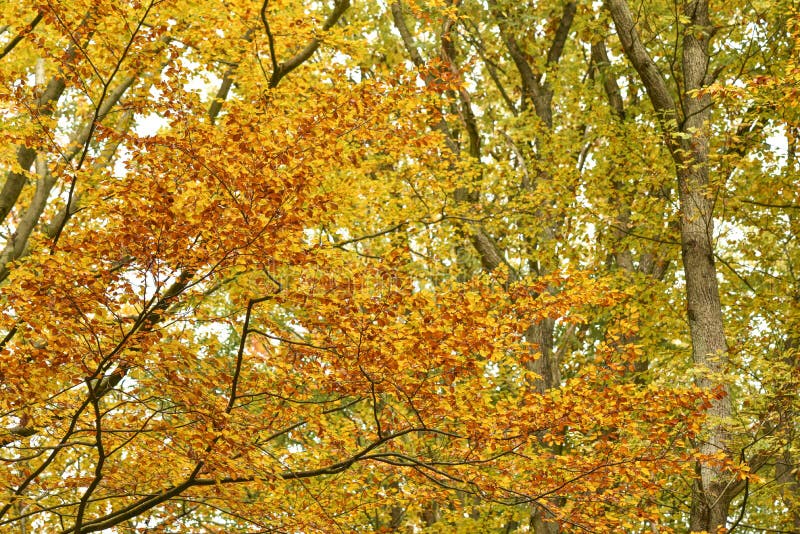 Autumn Colored Leaves on a Tree in the Woods Stock Photo - Image of ...