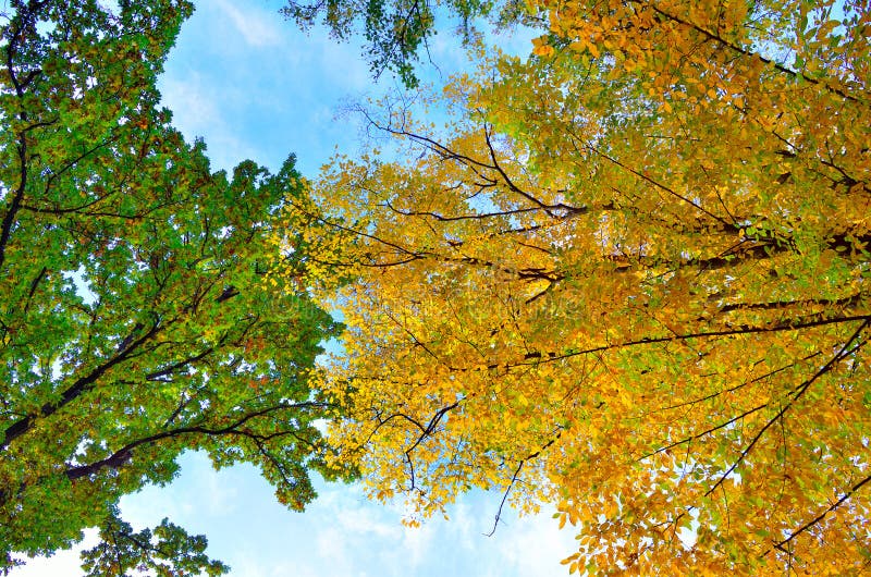 Autumn Colored Leaves on Trees Against Blue Sky Stock Image - Image of ...