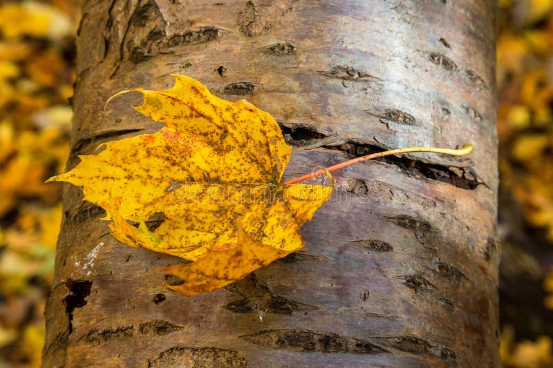 Colored Maple Leaves in Autumn Stock Image - Image of glitter, autumn ...
