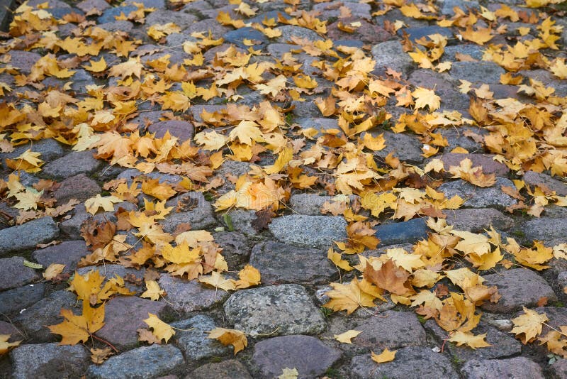 Autumn Colored Maple Leaves on the Paving Stone Stock Photo - Image of ...