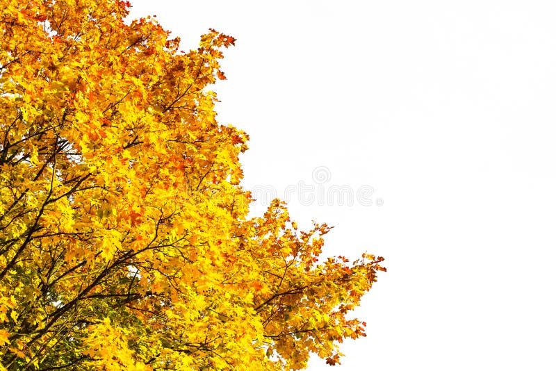 Autumn Colored Maple Tree Branches on White Stock Photo - Image of ...