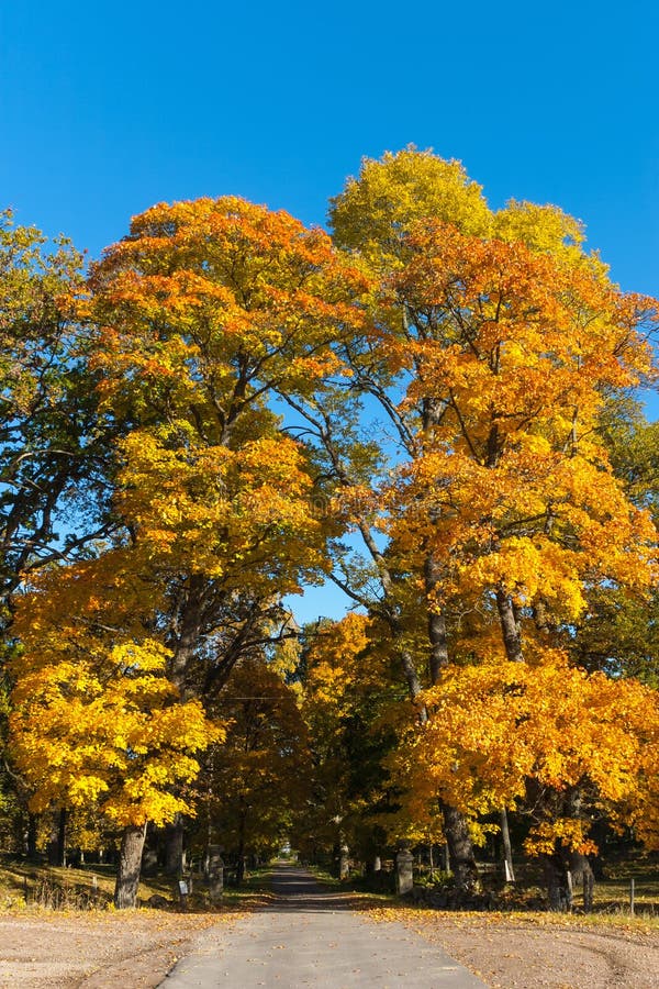 Autumn colored maple trees stock photo. Image of single - 32563808