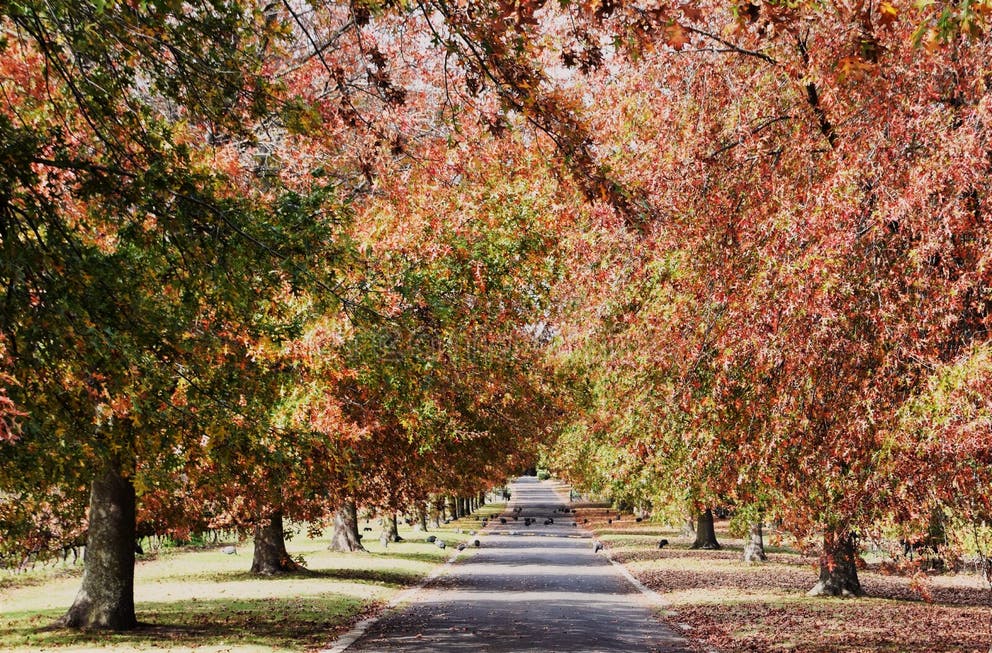 Autumn colored Pin Oaks stock photo. Image of palustris - 220216916