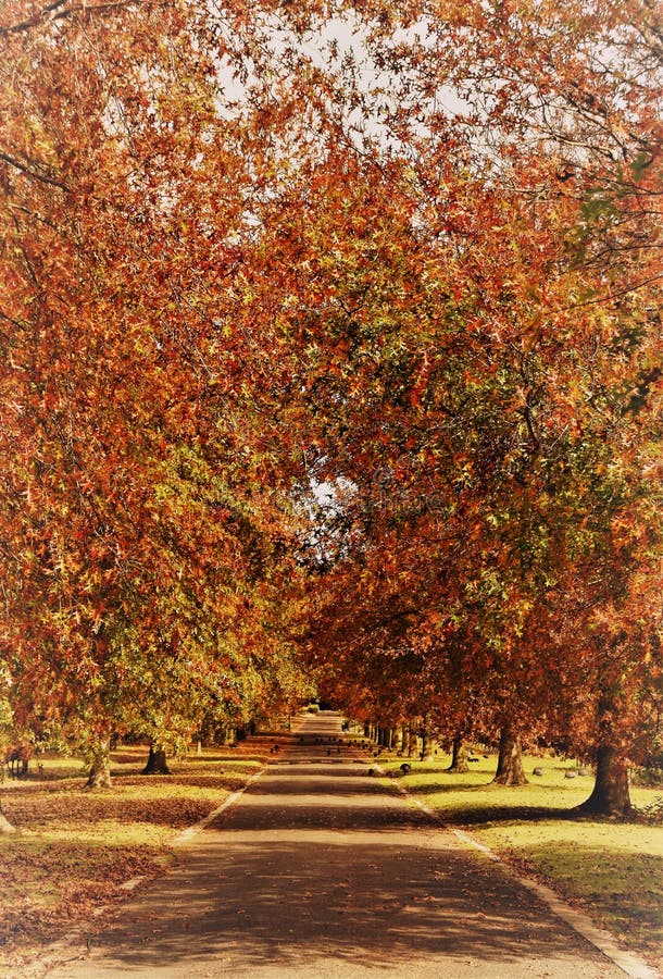 Autumn colored leaves stock photo. Image of green, blue - 101039418