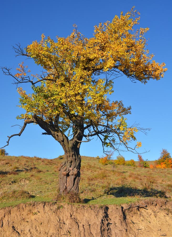 Autumn colored tree stock image. Image of outdoor, fall - 62206577