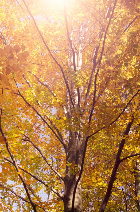 Yellow Colored Trees and Purpule Shade in a Park Alley Stock Photo ...