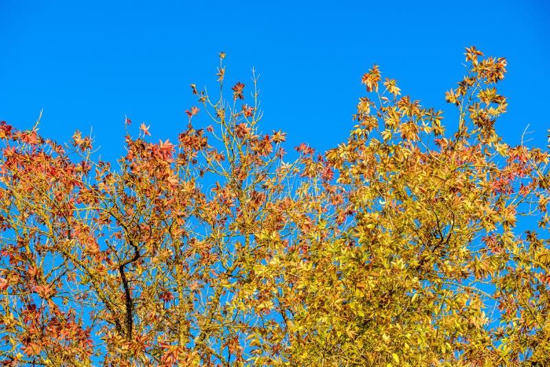 Autumn Colored Tree Leaves on Blue Sky Stock Image - Image of rain ...