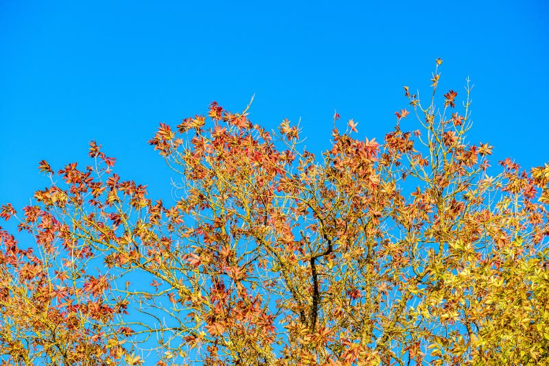 Autumn Colored Tree Leaves on Blue Sky Stock Photo - Image of colored ...