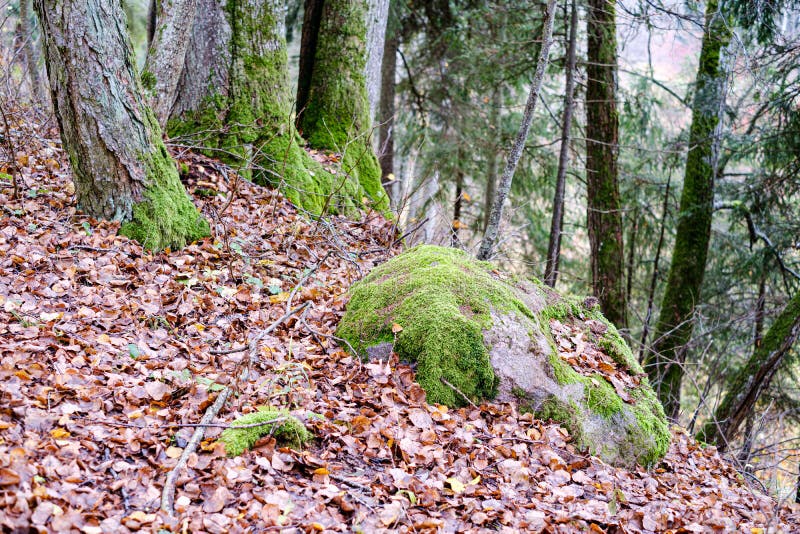 Autumn Colored Tree Leaves on Large Rock in Forest Stock Photo - Image ...