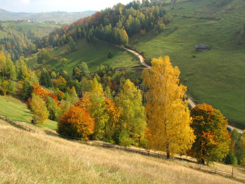 Autumn colored trees stock photo. Image of trees, colors - 12324094