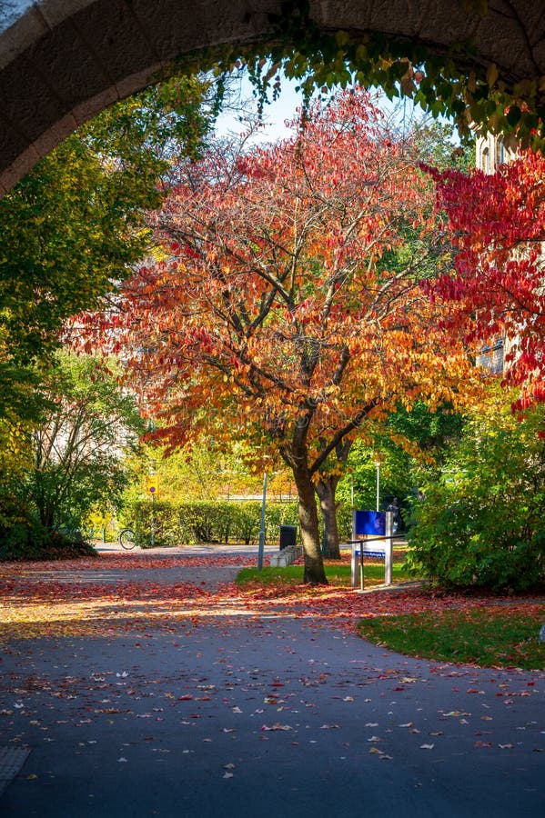 Autumn Colored Trees in Lund Sweden Stock Image - Image of archway ...