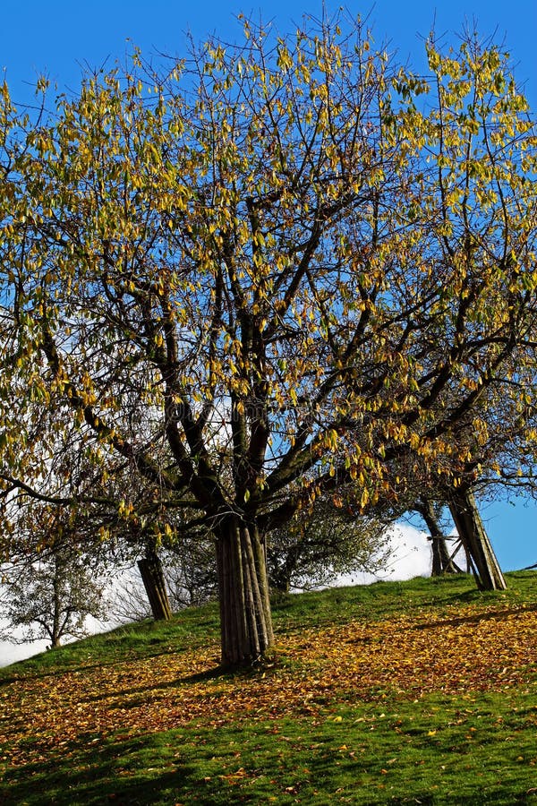 Autumn colored trees - sky stock photo. Image of trees - 27409512