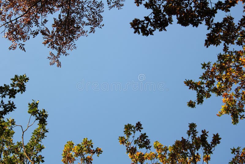 Autumn Colorful Branches Around Edge with Blue Sky Stock Image - Image ...